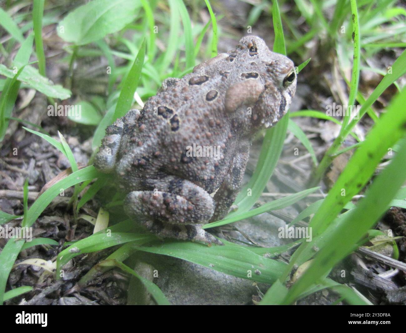 American Toad (Anaxyrus americanus) Amphibia Stock Photo - Alamy