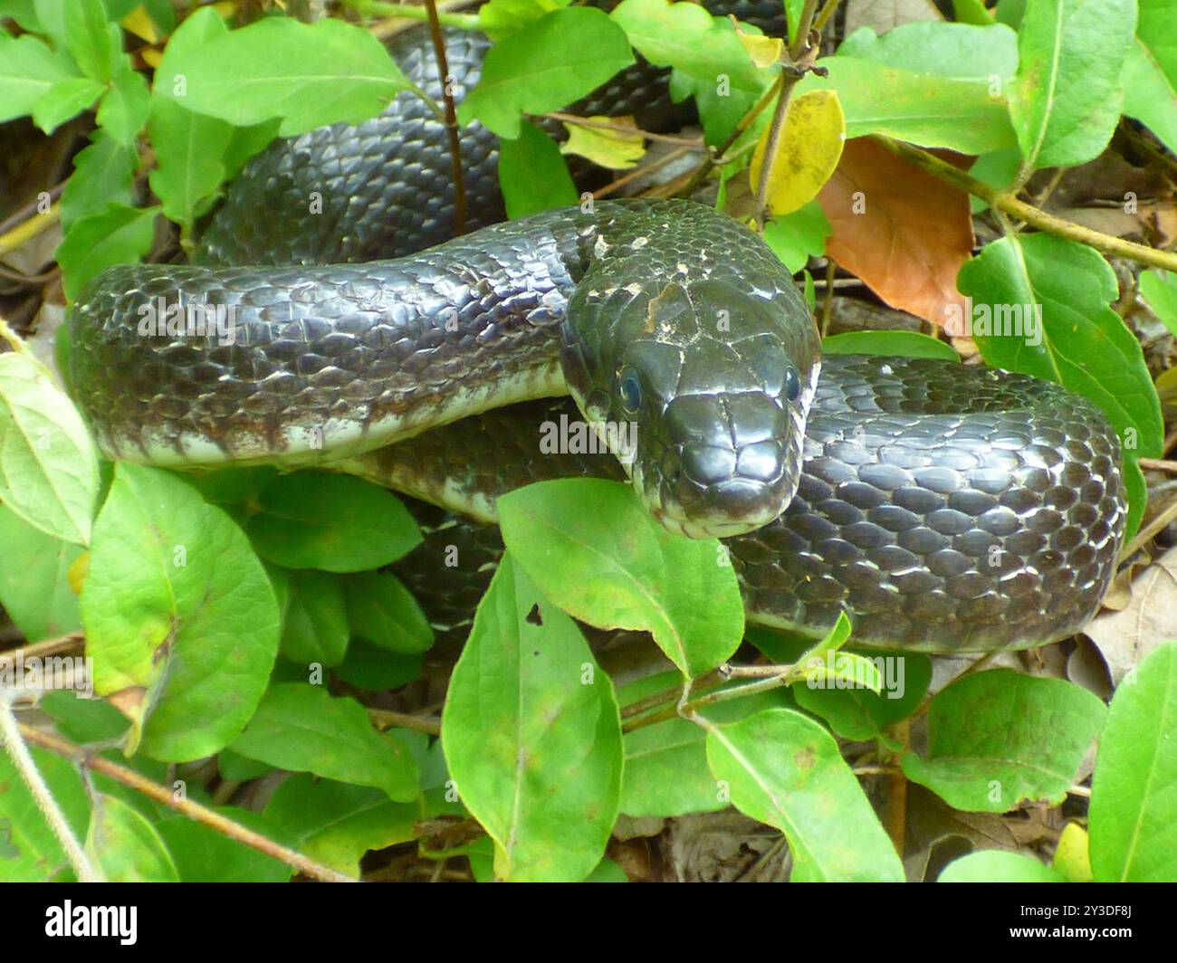 Eastern Ratsnake (Pantherophis alleghaniensis) Reptilia Stock Photo - Alamy