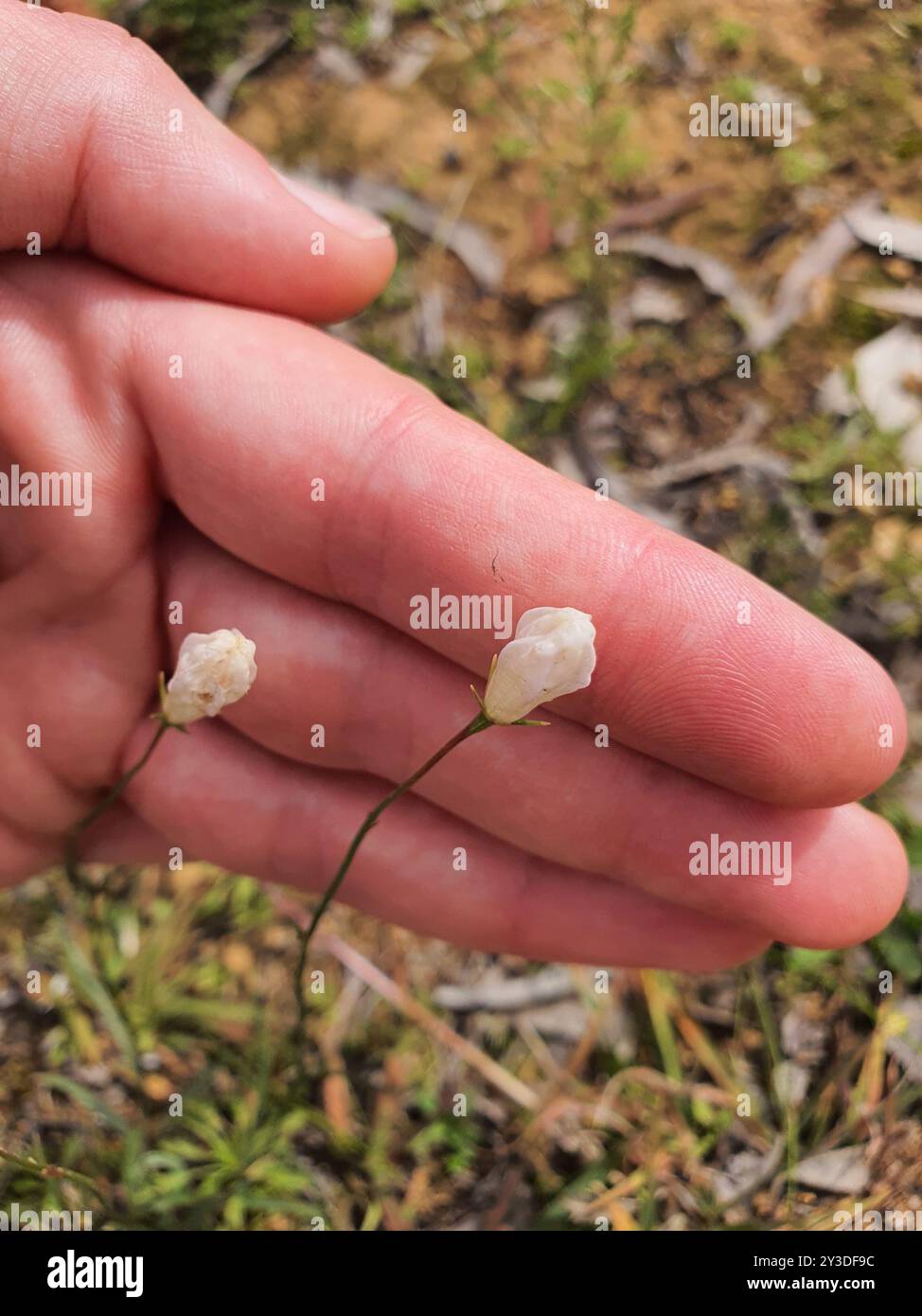 Tufted Bluebell (Wahlenbergia capillaris) Plantae Stock Photo - Alamy