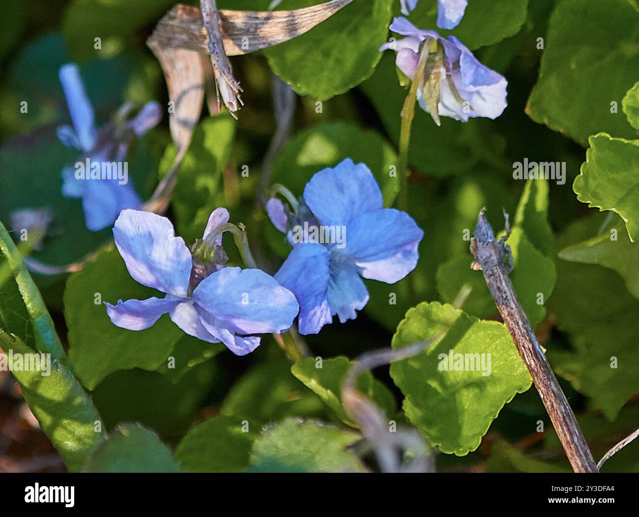 Labrador violet (Viola labradorica) Plantae Stock Photo - Alamy