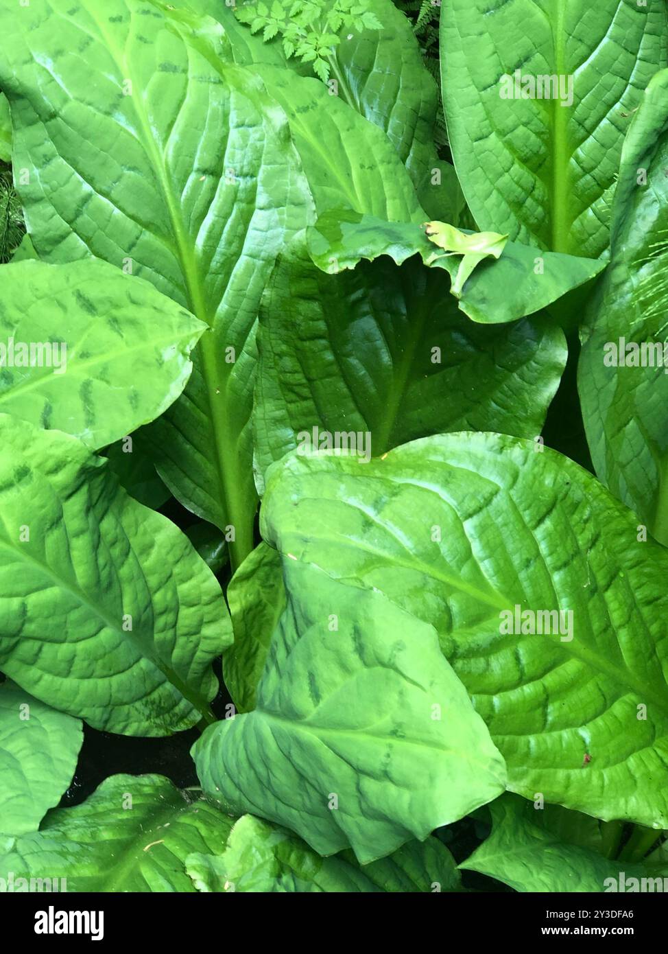 western skunk cabbage (Lysichiton americanus) Plantae Stock Photo - Alamy
