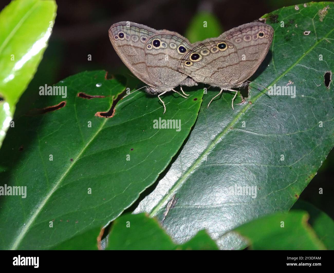 Carolina Satyr (Hermeuptychia sosybius) Insecta Stock Photo - Alamy