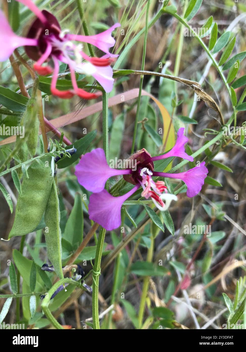 Elegant Clarkia (Clarkia unguiculata) Plantae Stock Photo - Alamy