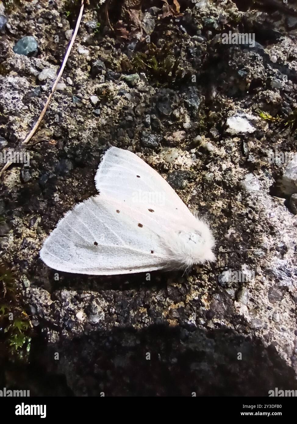 Muslin Moth (Diaphora mendica) Insecta Stock Photo - Alamy
