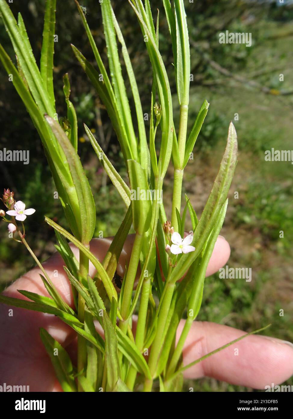 Marsh Speedwell (Veronica scutellata) Plantae Stock Photo - Alamy