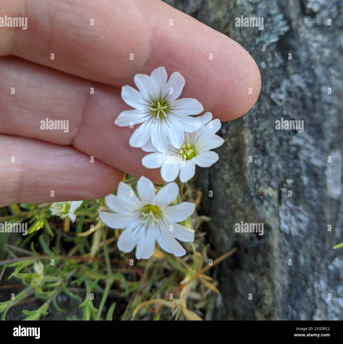 field chickweed (Cerastium arvense) Plantae Stock Photo - Alamy
