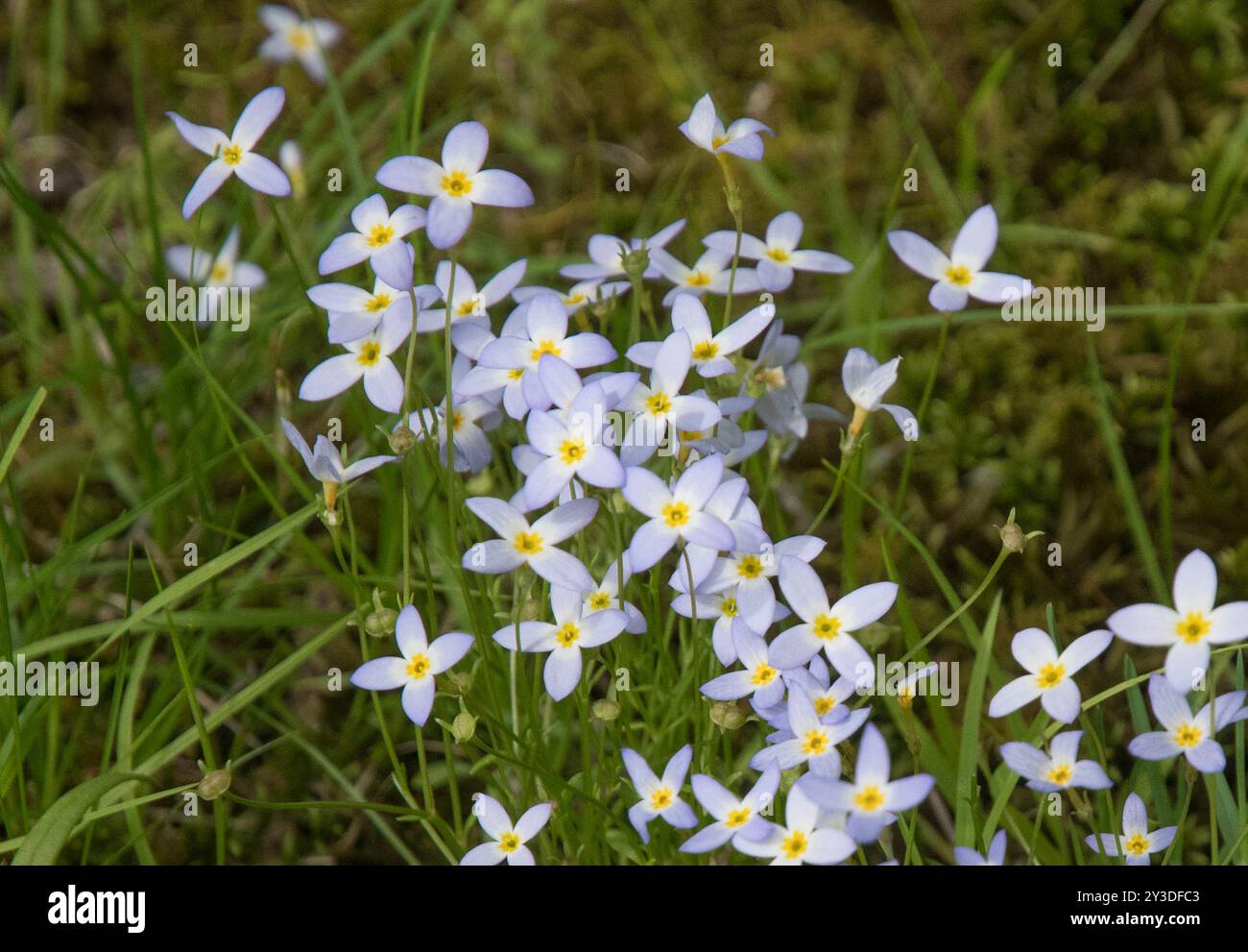 azure bluet (Houstonia caerulea) Plantae Stock Photo - Alamy