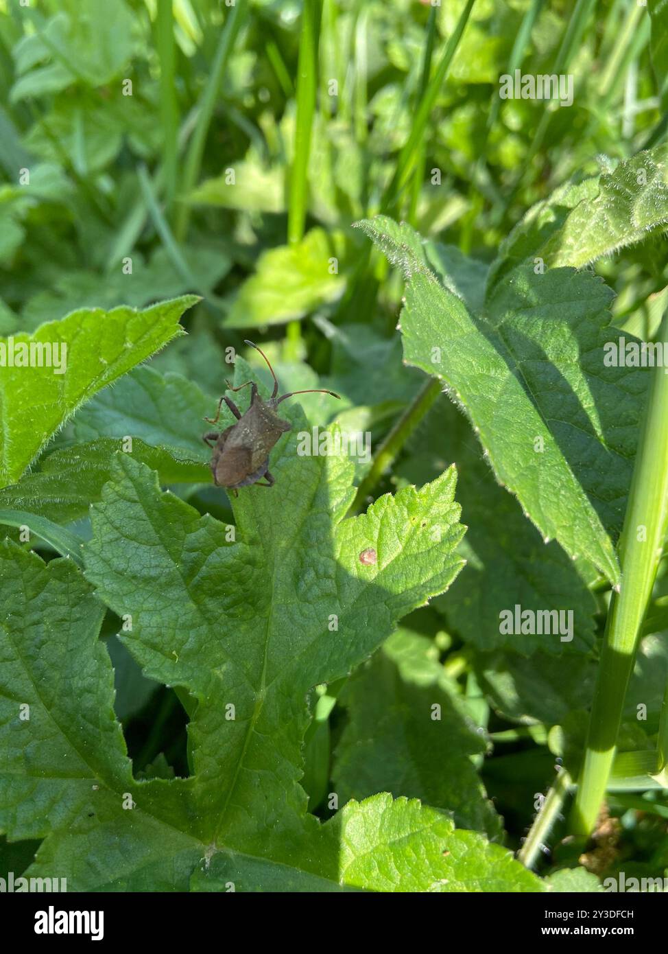 Dock Bug (Coreus marginatus) Insecta Stock Photo - Alamy
