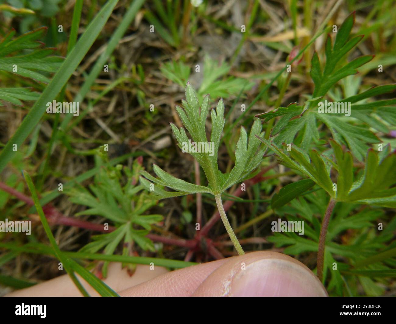 Long-stalked Crane's-bill (Geranium columbinum) Plantae Stock Photo - Alamy