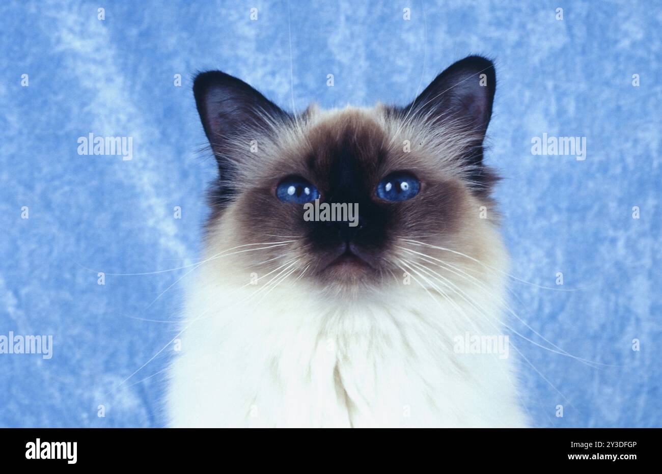 Birman female cat one year old seal-point Stock Photo - Alamy