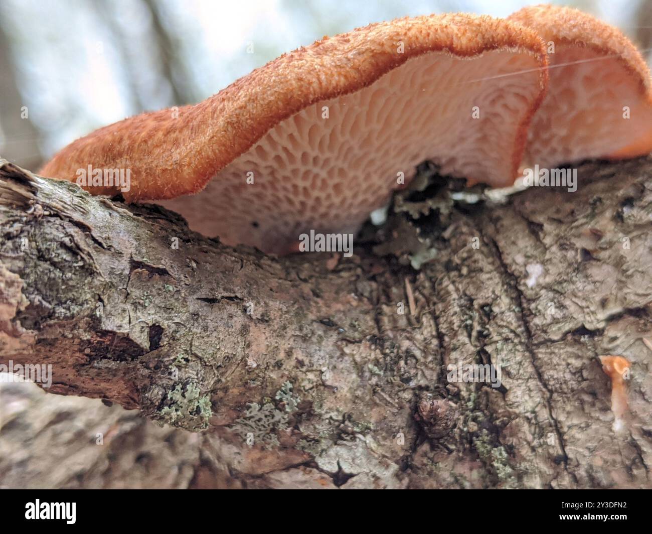 hexagonal-pored polypore (Neofavolus alveolaris) Fungi Stock Photo - Alamy