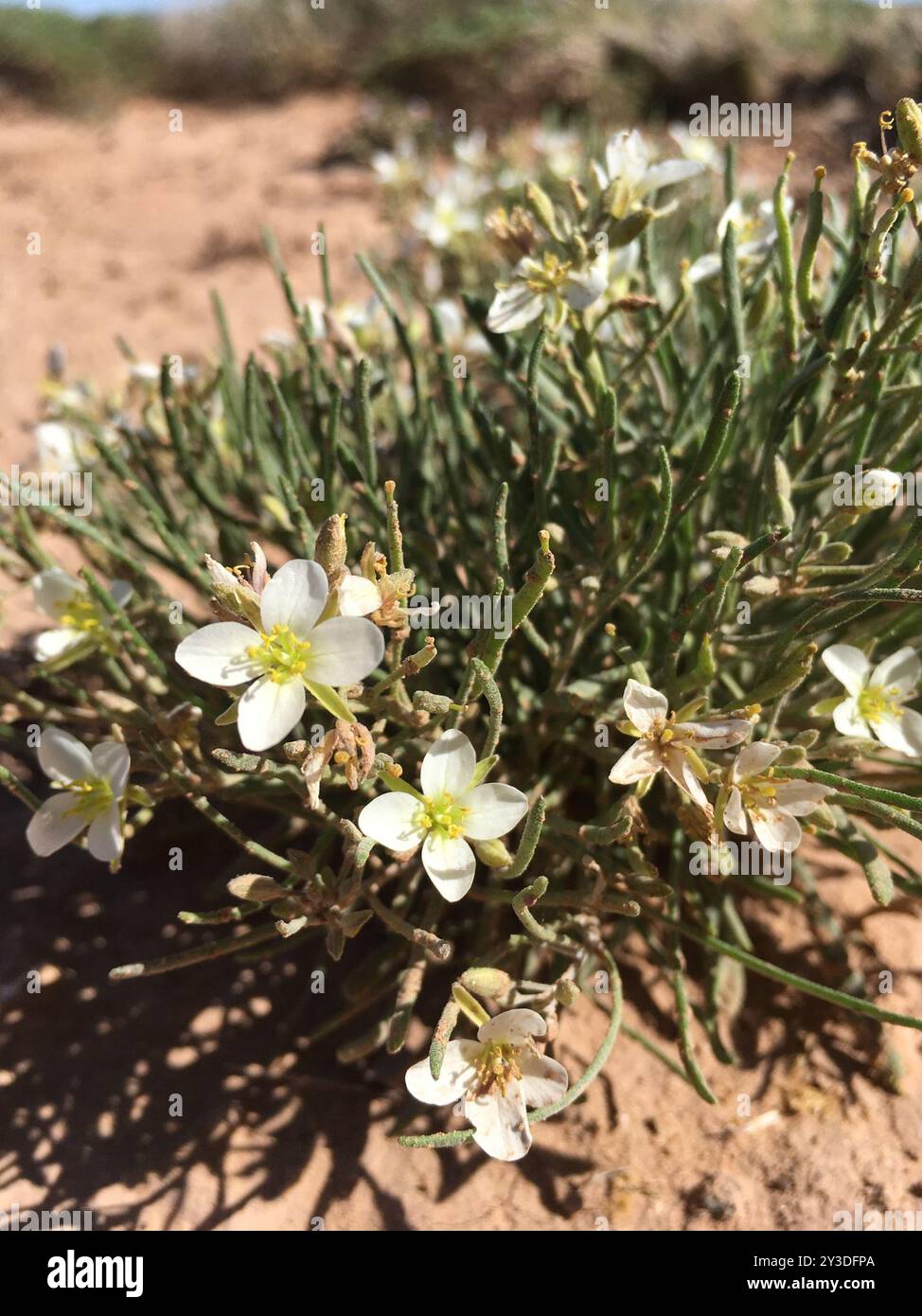 White Sands fanmustard (Nerisyrenia linearifolia) Plantae Stock Photo ...