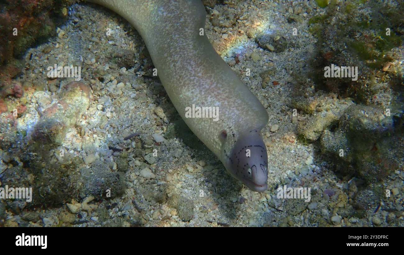 Geometric Moray (Gymnothorax griseus) Actinopterygii Stock Photo - Alamy