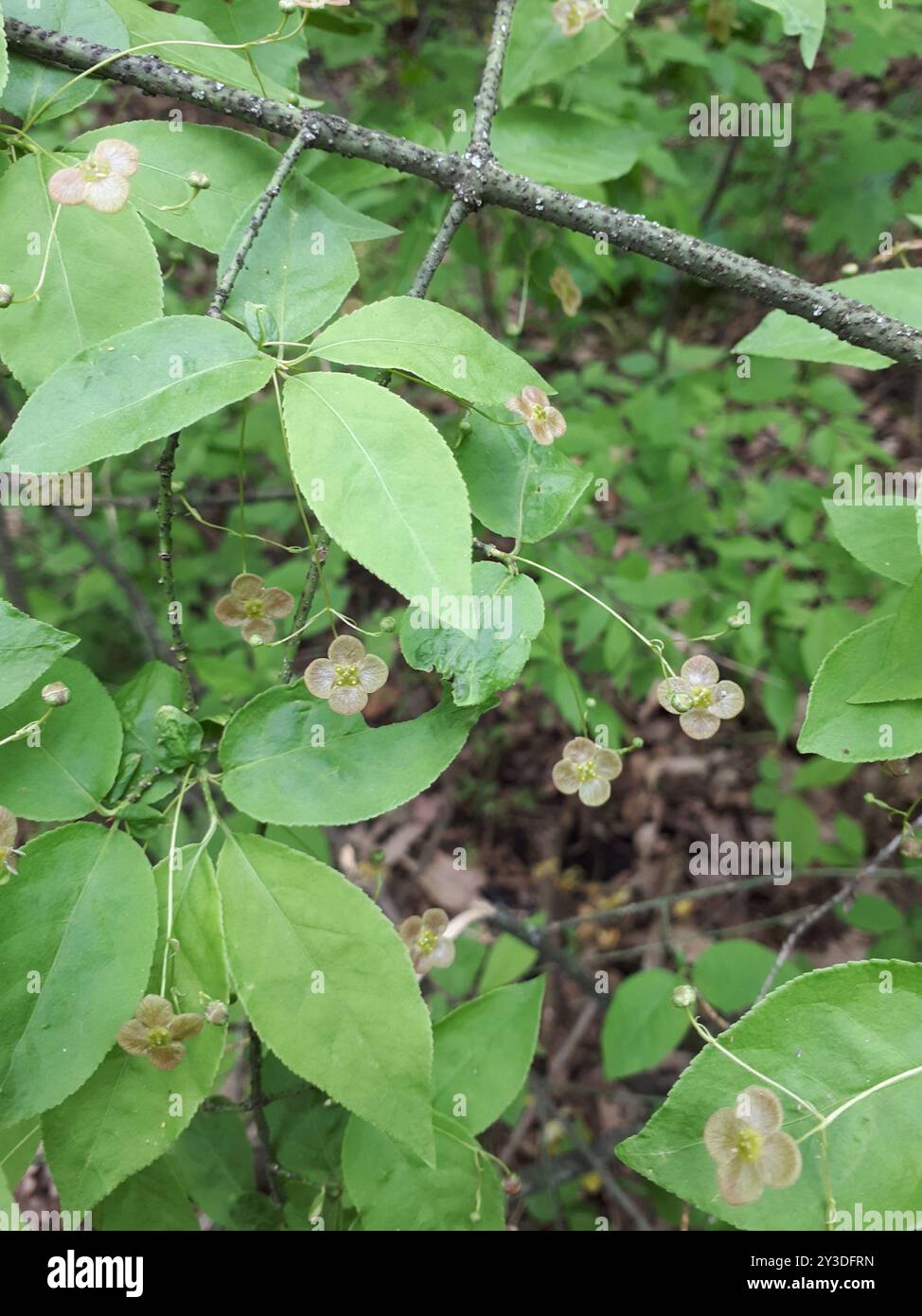 Warty-barked Spindle (Euonymus verrucosus) Plantae Stock Photo - Alamy