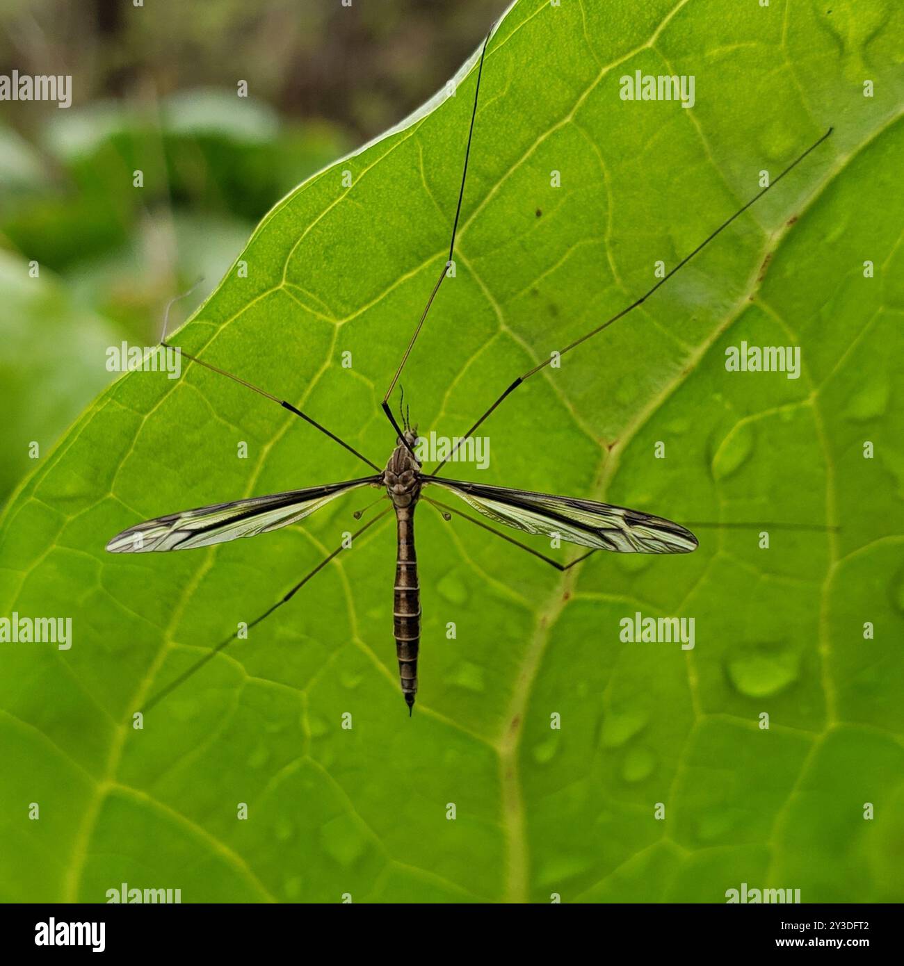 Large Crane Flies (Tipulidae) Insecta Stock Photo - Alamy
