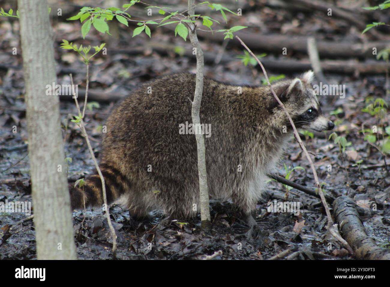 Common Raccoon (Procyon lotor) Mammalia Stock Photo - Alamy