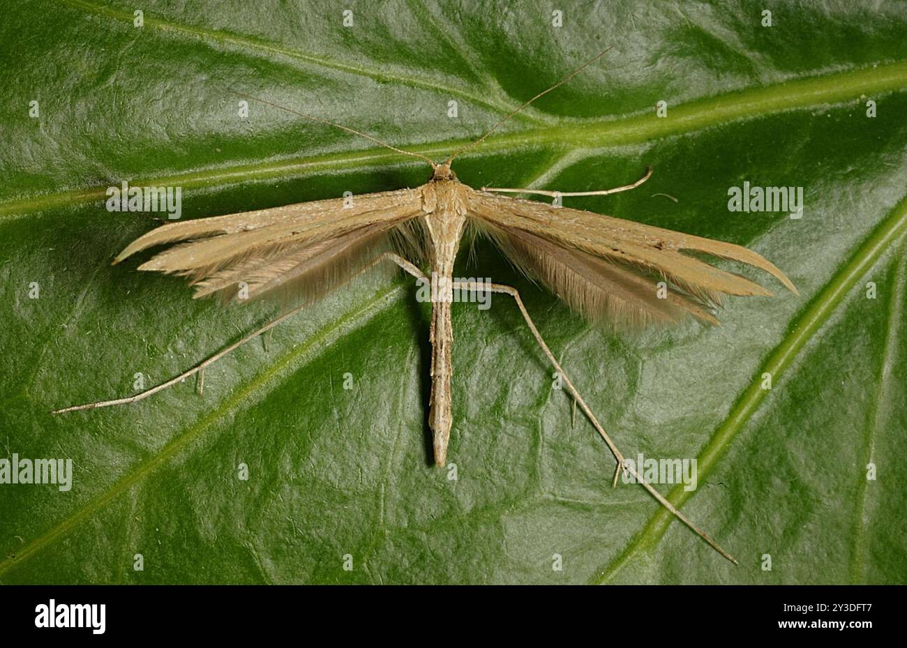Morning-glory Plume Moth (Emmelina monodactyla) Insecta Stock Photo - Alamy