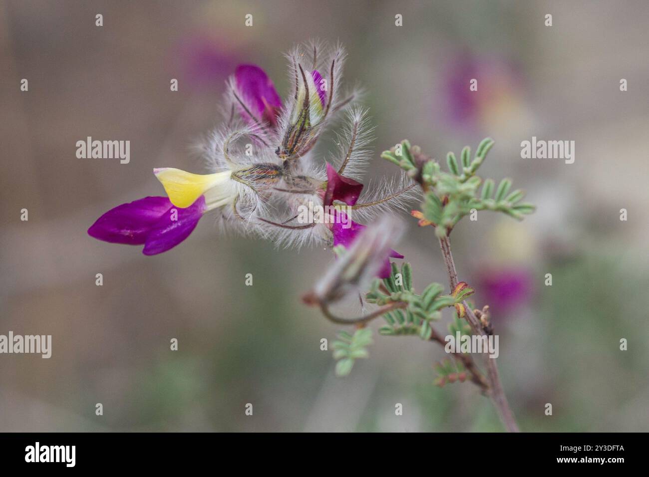 feather dalea (Dalea formosa) Plantae Stock Photo - Alamy