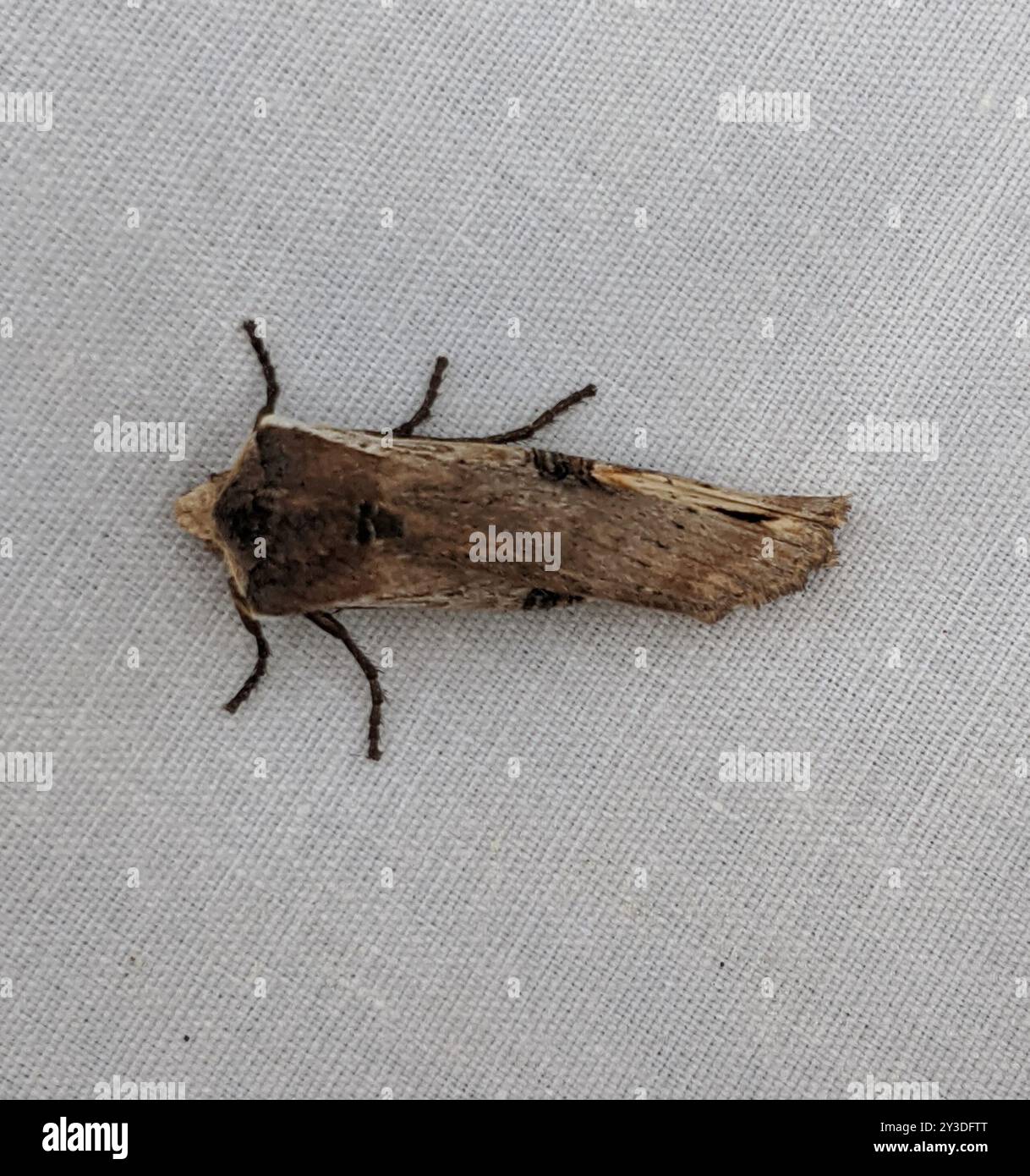 Dot-and-Dash Swordgrass Moth (Xylena curvimacula) Insecta Stock Photo ...