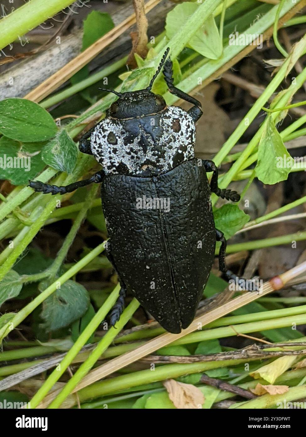 Flat-headed Root-borer (Capnodis tenebrionis) Insecta Stock Photo - Alamy