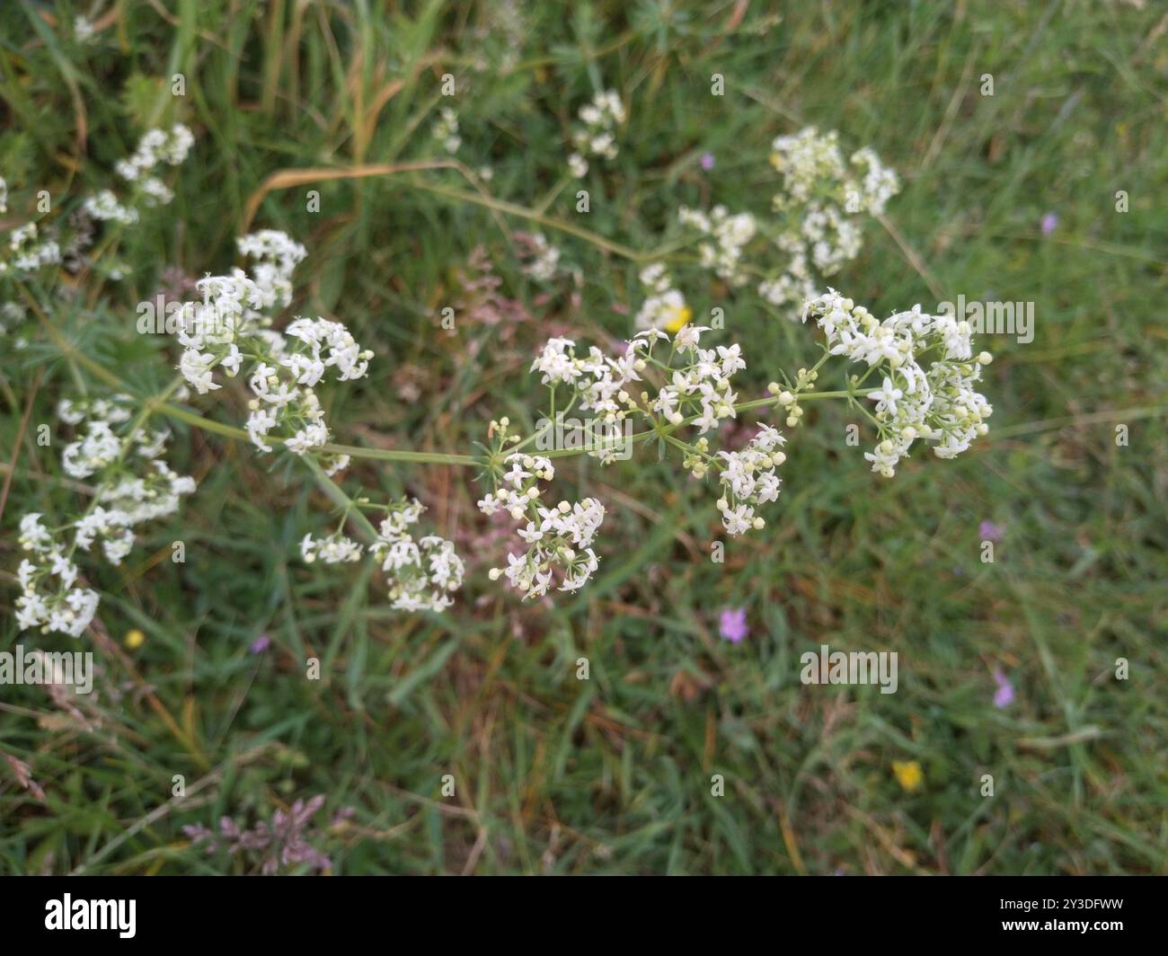 white bedstraw (Galium album) Plantae Stock Photo - Alamy