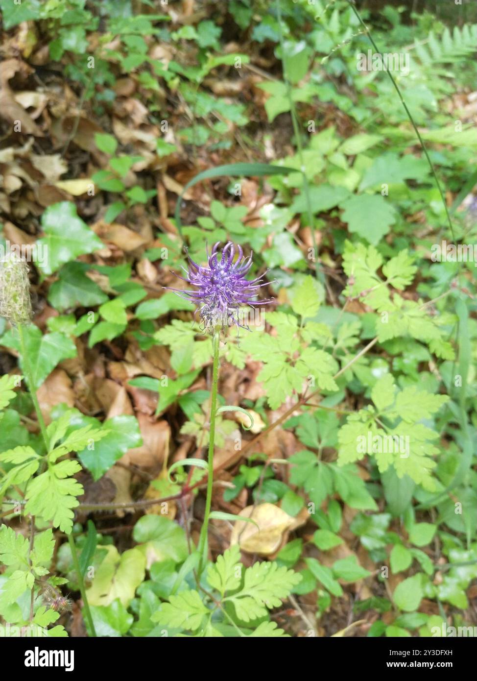 Black Rampion (Phyteuma nigrum) Plantae Stock Photo - Alamy