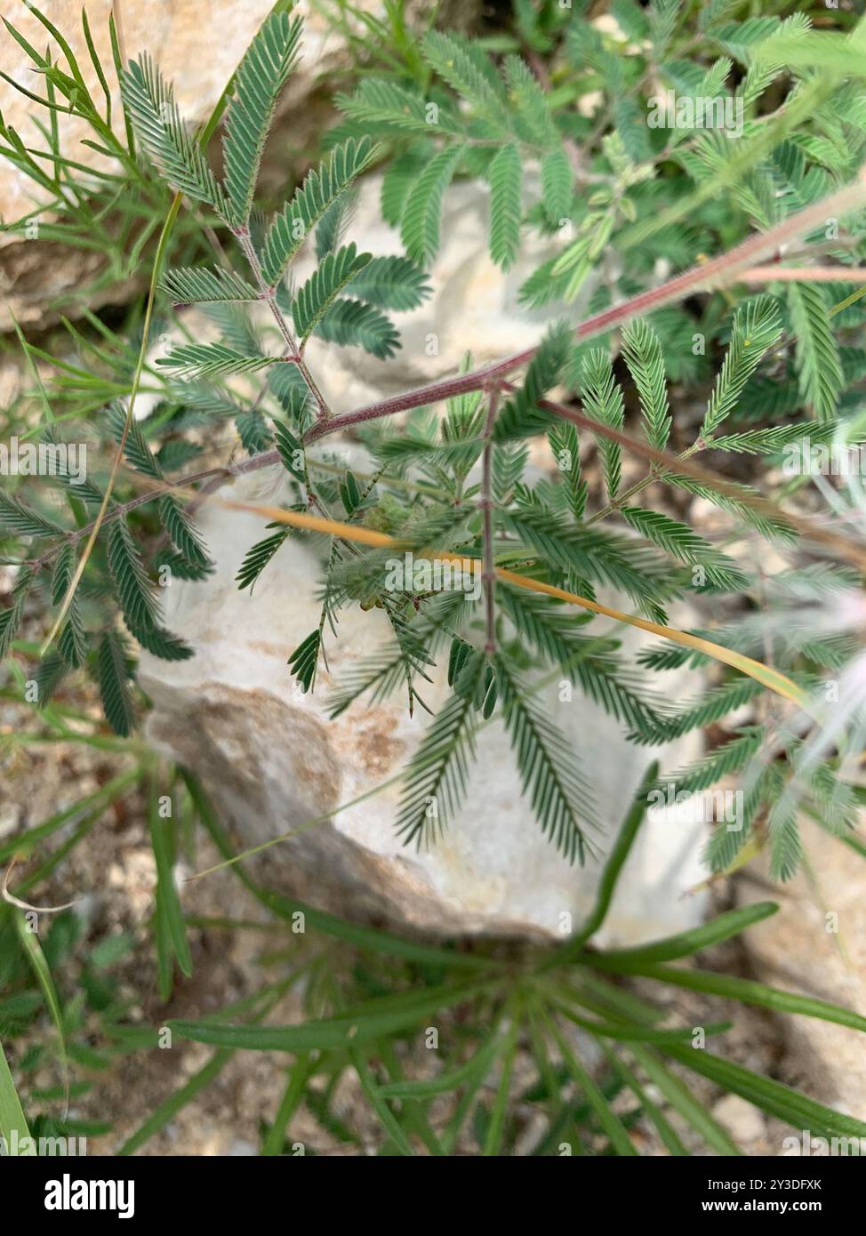 prairie acacia (Acaciella angustissima) Plantae Stock Photo - Alamy