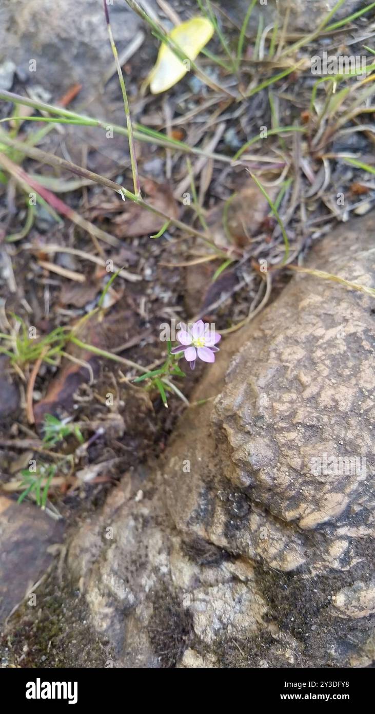 Red Sand Spurrey (Spergularia rubra) Plantae Stock Photo - Alamy