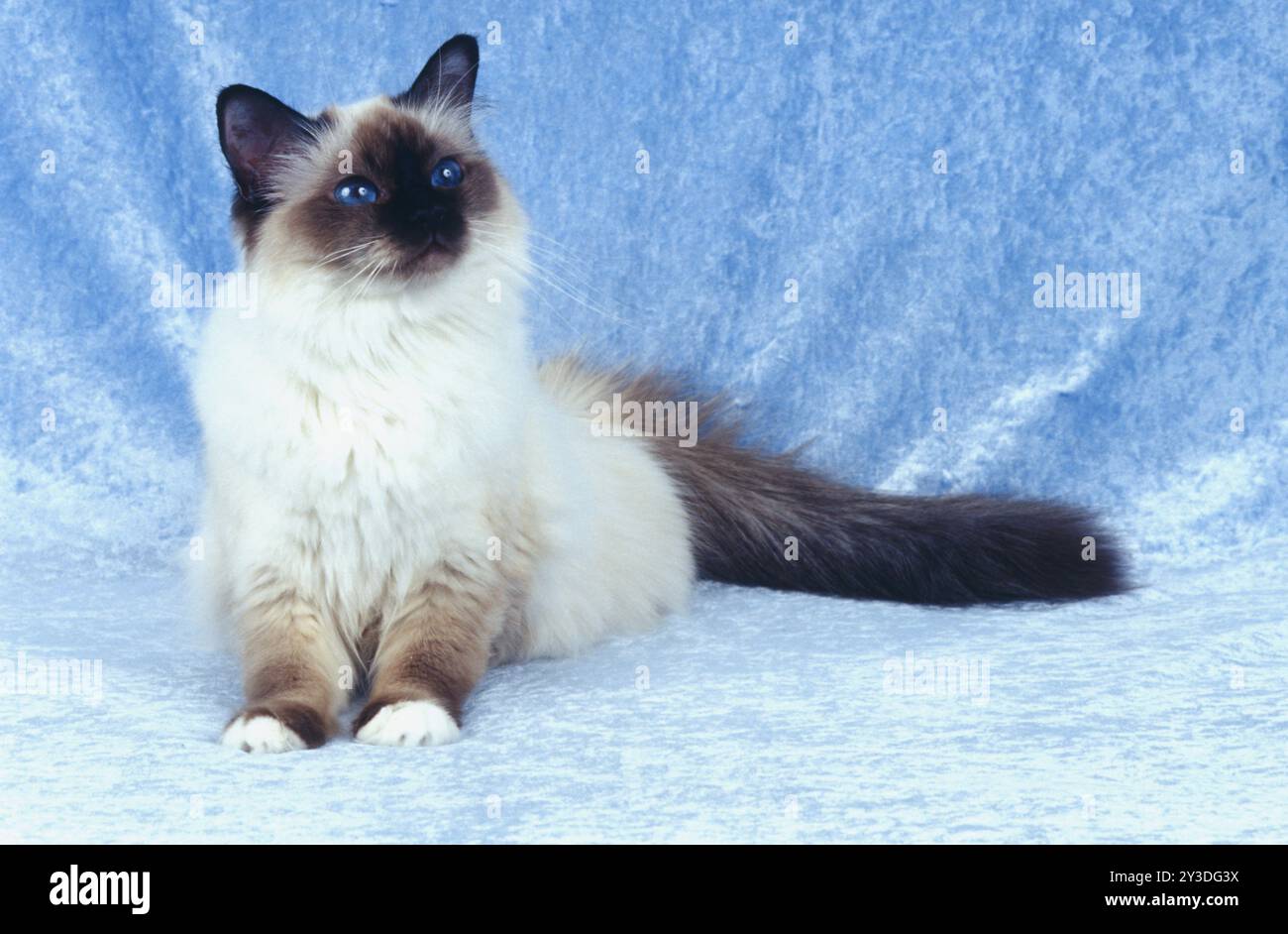 Birman female cat one year old seal-point Stock Photo - Alamy
