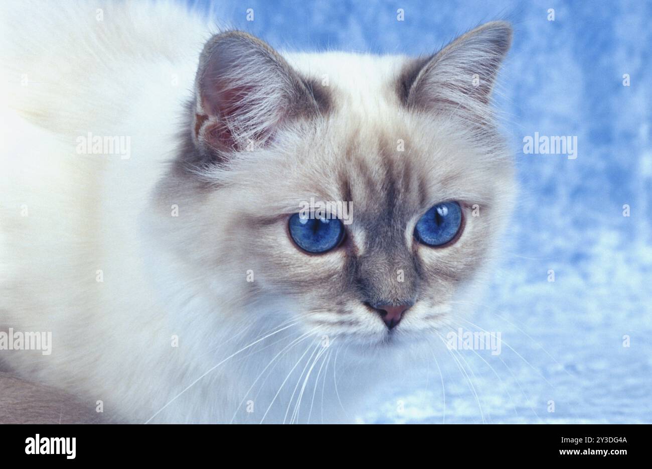 Birman cat, female two years old blue-tabby-point (blue markings Stock ...