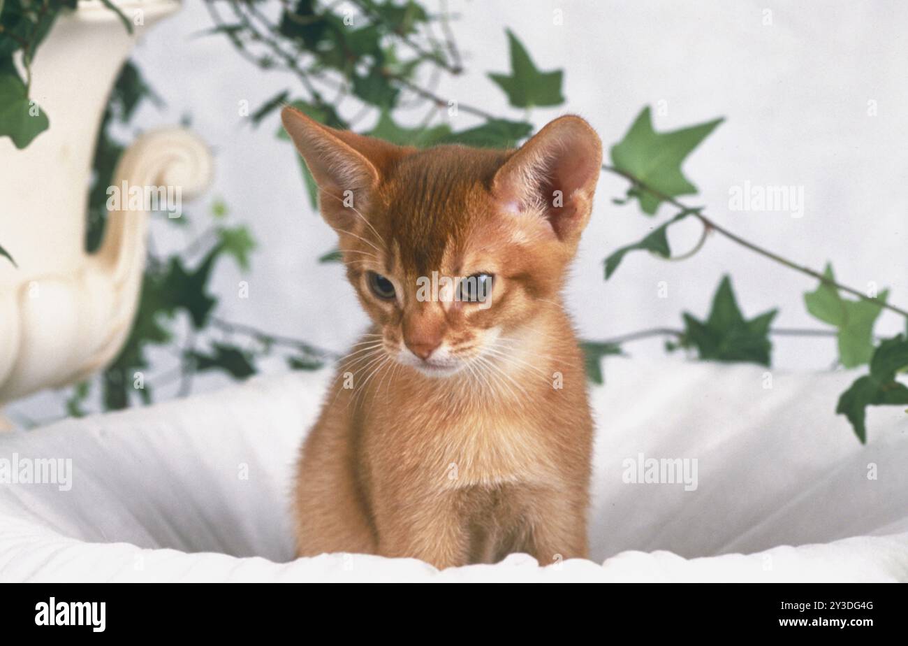 Abyssinian, Sorrel, kitten, male, 12 weeks old Stock Photo - Alamy