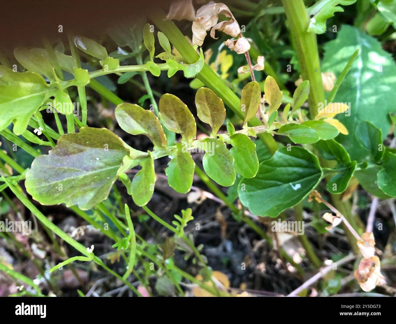 land cress (Barbarea verna) Plantae Stock Photo - Alamy