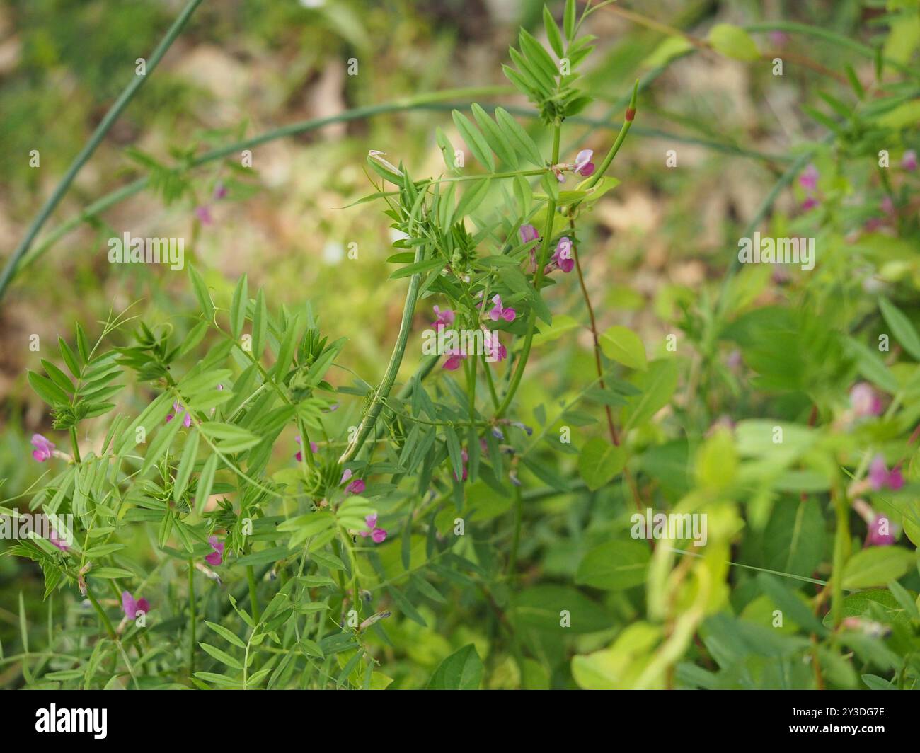 Common Vetch (Vicia sativa) Plantae Stock Photo - Alamy