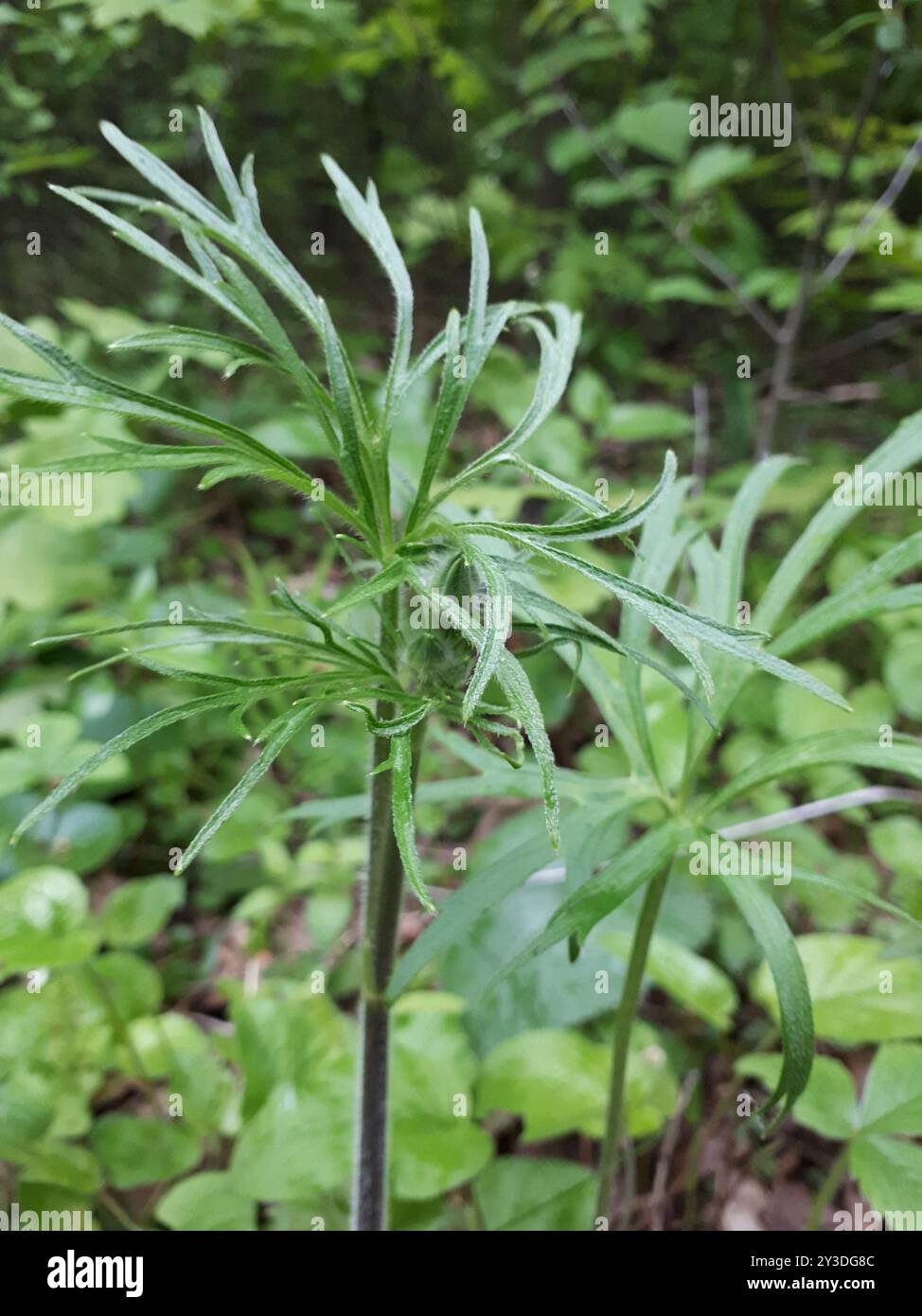 Multi-flowered Buttercup (Ranunculus polyanthemos) Plantae Stock Photo ...