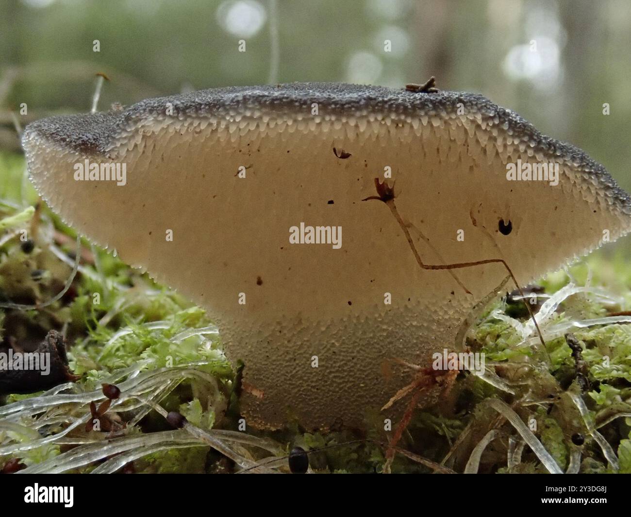 Toothed Jelly Fungus (Pseudohydnum gelatinosum) Fungi Stock Photo - Alamy