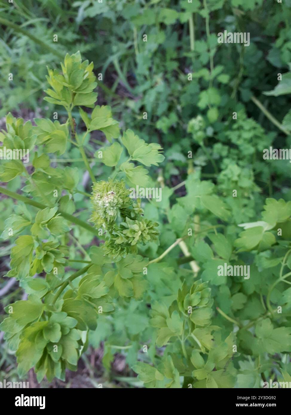 Lesser Meadow-rue (Thalictrum minus) Plantae Stock Photo - Alamy