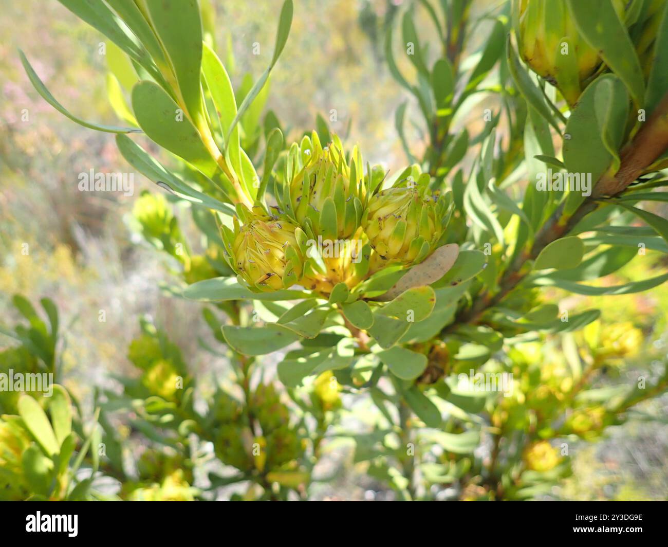 Broadleaf Featherbush (Aulax umbellata) Plantae Stock Photo - Alamy