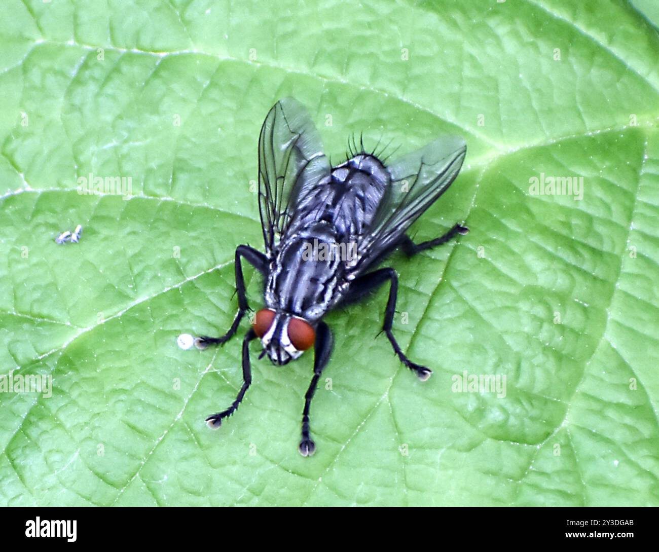 Common Flesh Flies (Sarcophaga) Insecta Stock Photo - Alamy