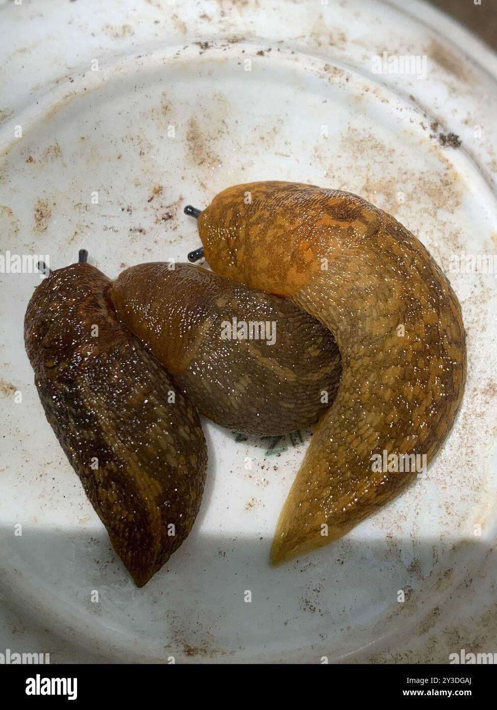 Yellow Cellar Slug (Limacus flavus) Mollusca Stock Photo - Alamy