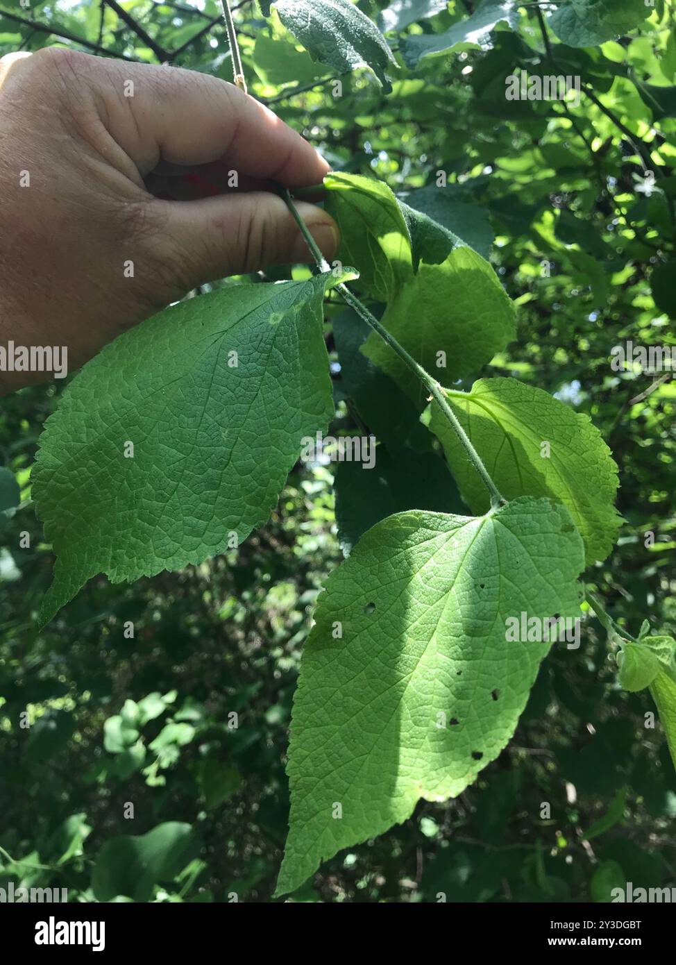 netleaf hackberry (Celtis reticulata) Plantae Stock Photo - Alamy