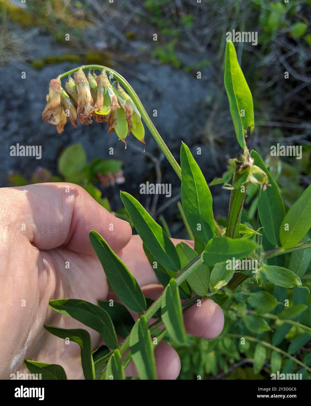 giant vetch (Vicia gigantea) Plantae Stock Photo - Alamy