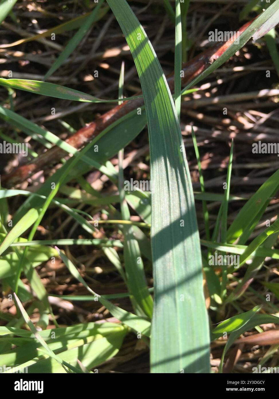 Smooth Brome (Bromus inermis) Plantae Stock Photo - Alamy