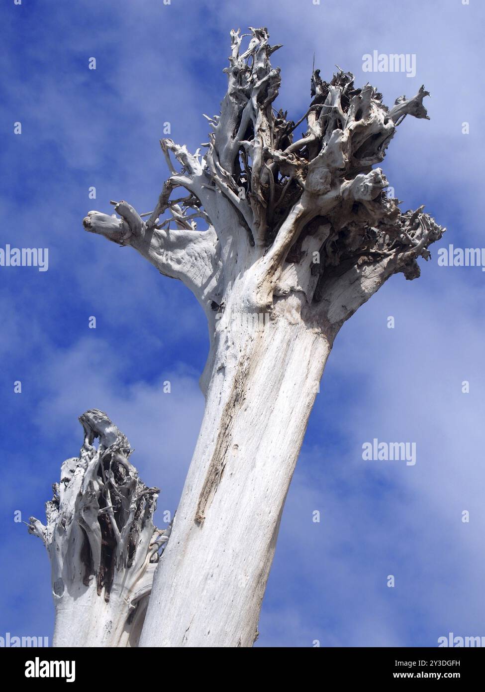 Two tall stark white dead trees trees in bright sunlight and shadow ...