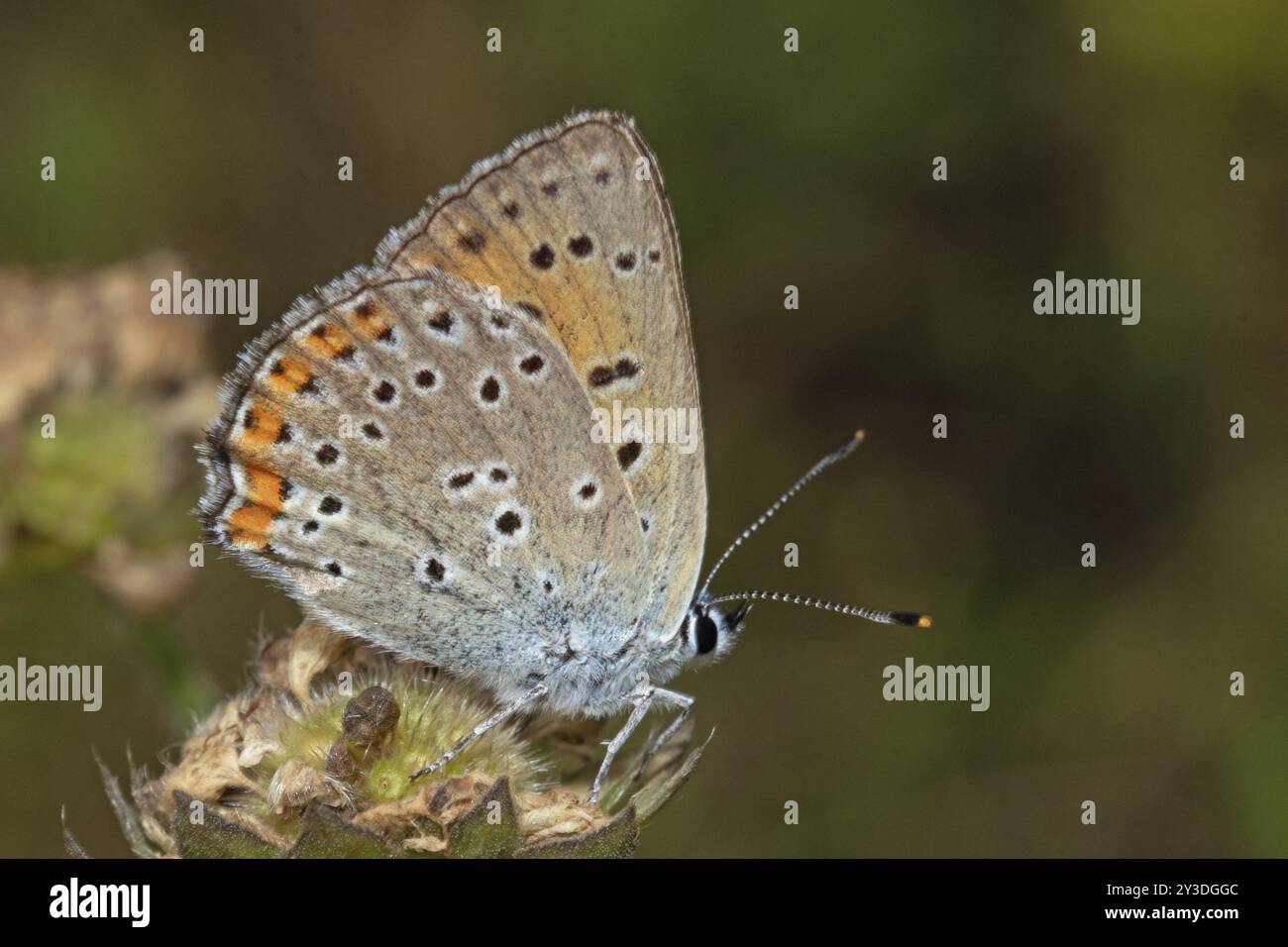 Purple gold fritillary butterfly with closed wings sitting on a green ...