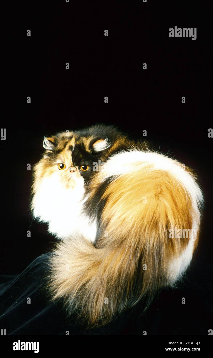 Persian, black on white, female 2 years, peak-face Stock Photo - Alamy