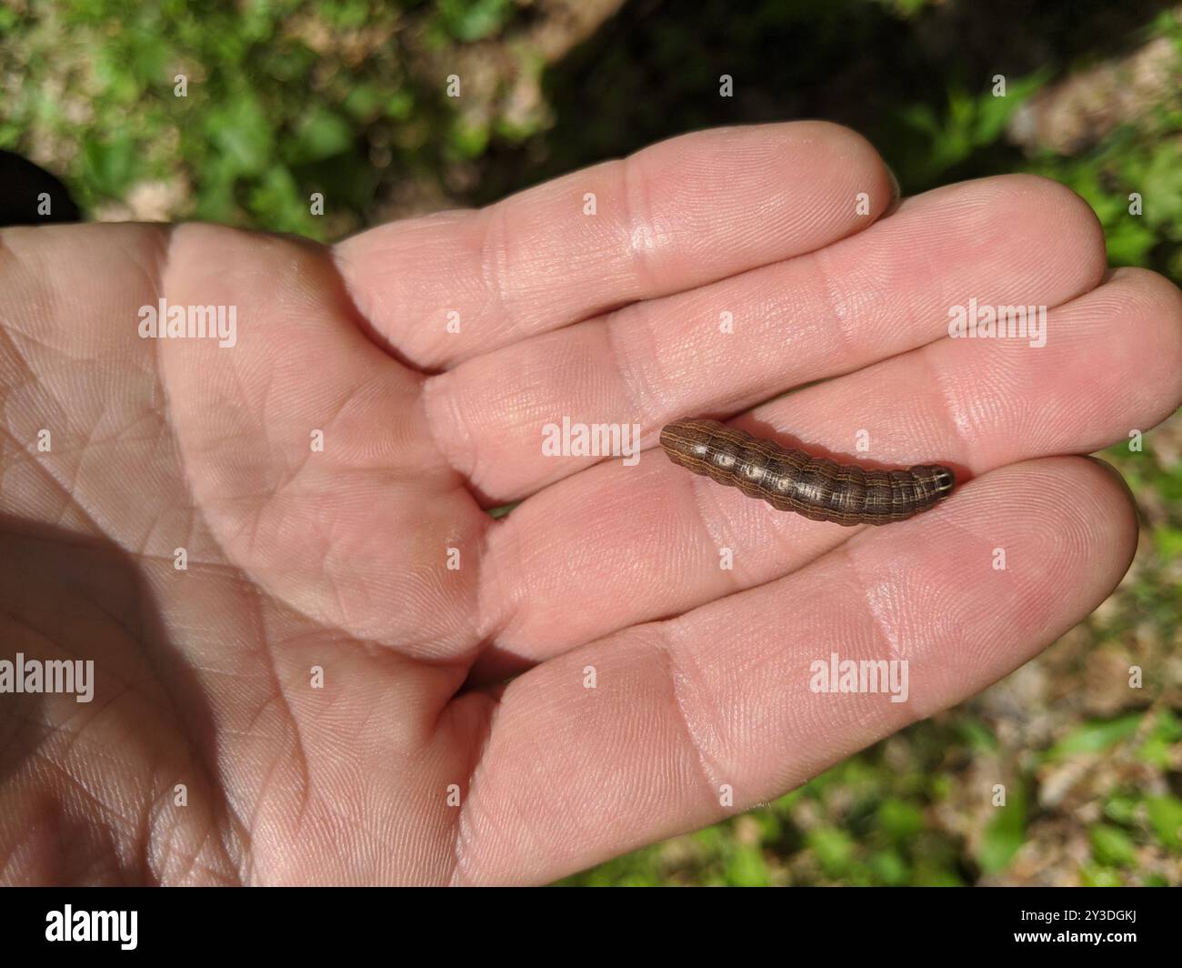 Bronzed Cutworm Moth (Nephelodes minians) Insecta Stock Photo - Alamy