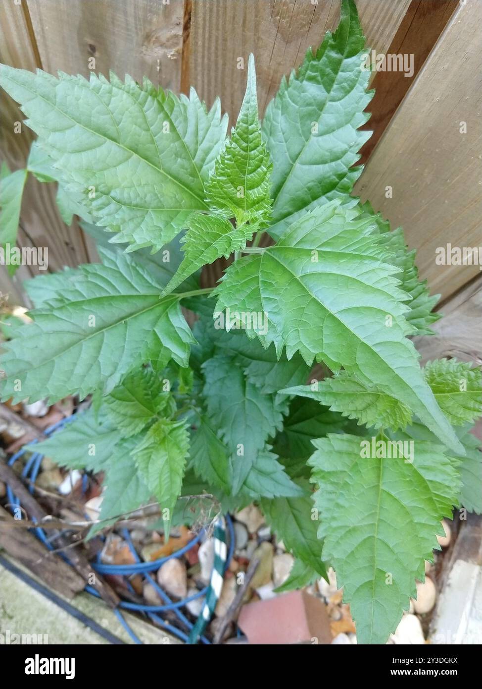 vascular plants (Tracheophyta) Plantae Stock Photo - Alamy