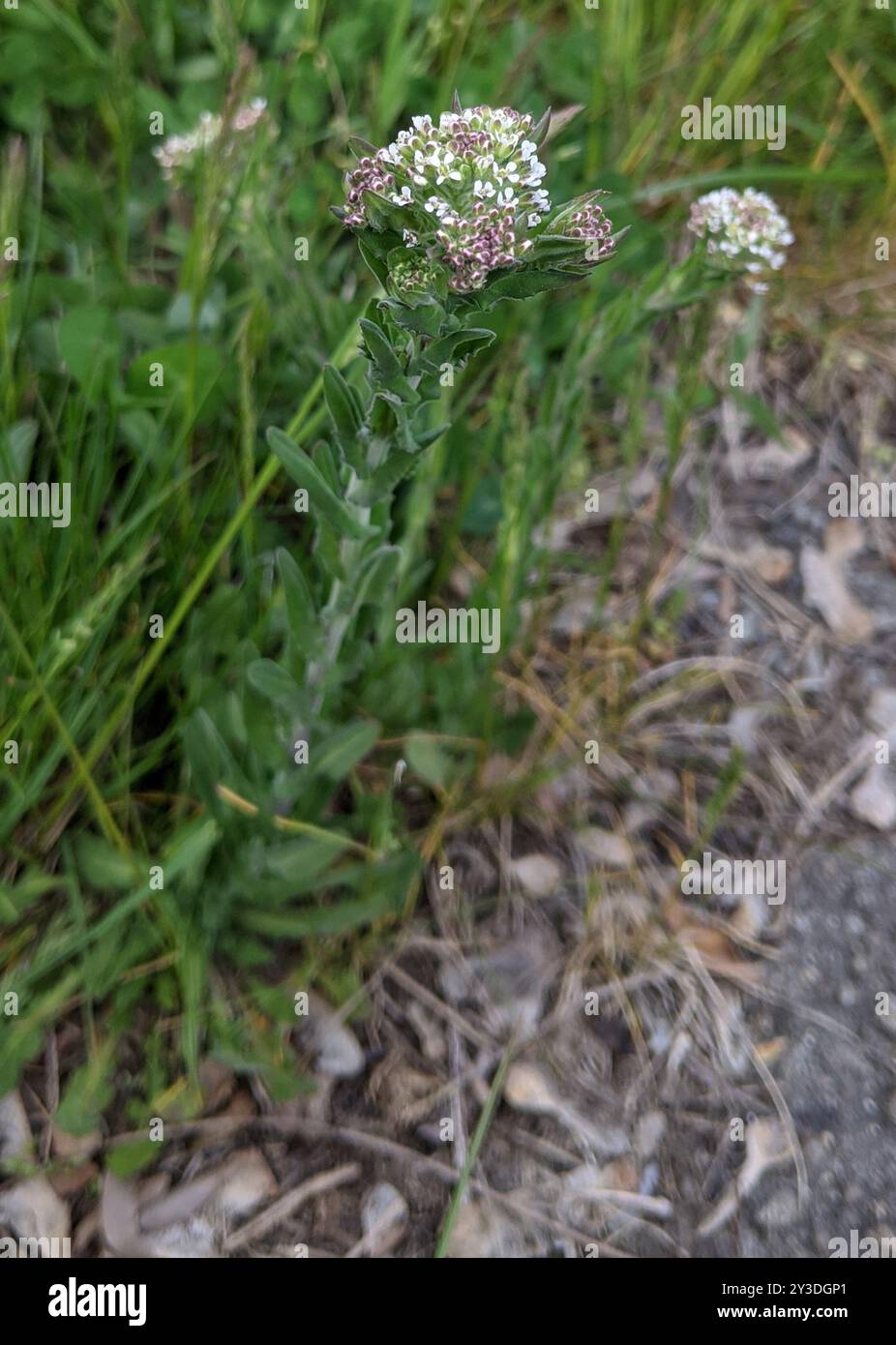 field peppergrass (Lepidium campestre) Plantae Stock Photo - Alamy