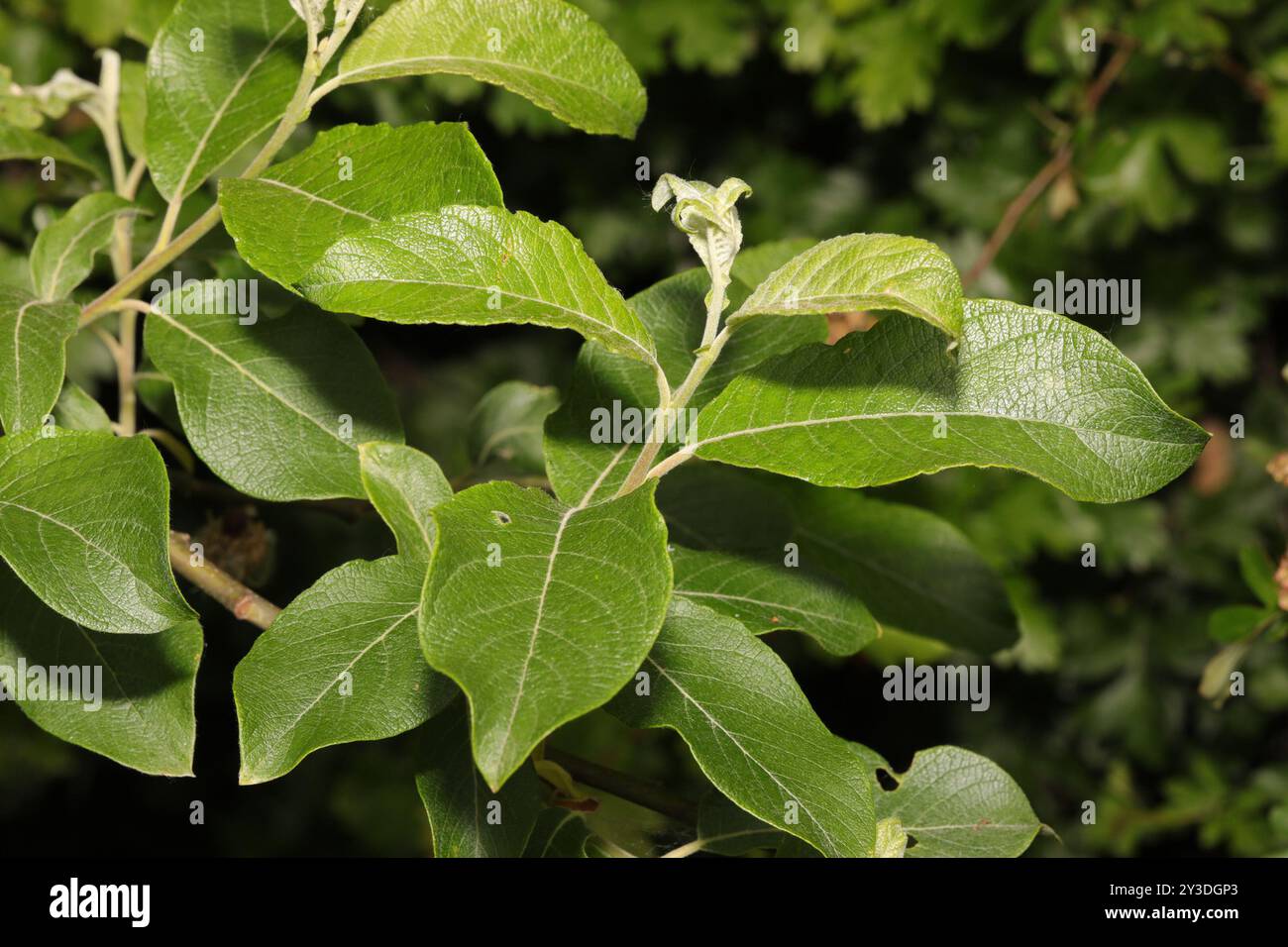 goat willow (Salix caprea) Plantae Stock Photo - Alamy