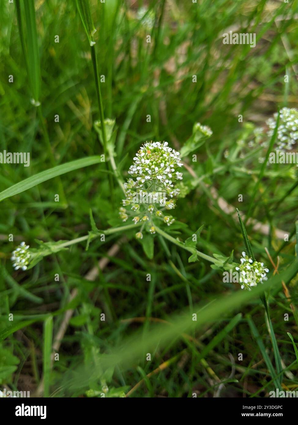field peppergrass (Lepidium campestre) Plantae Stock Photo - Alamy